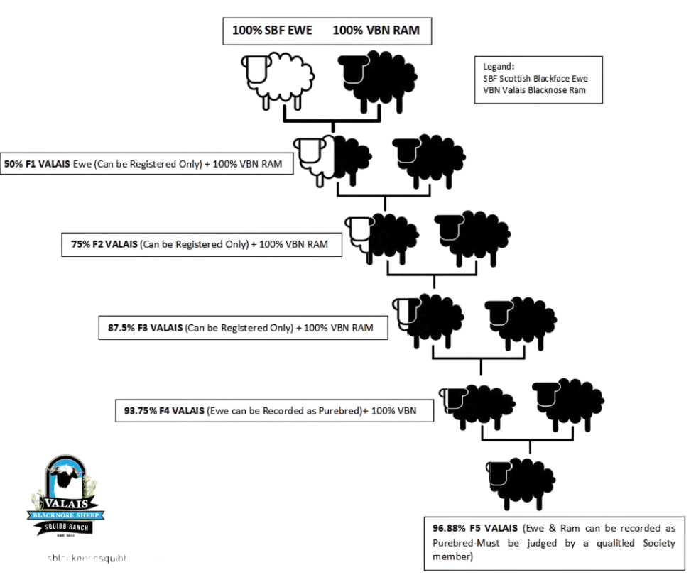 Spooky Nook Valais Sheep | Spooky Nook Farm